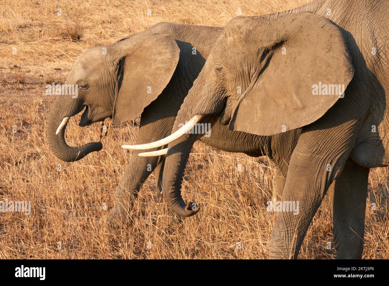 Two African Bush Elephants walk through Mikumi national park Stock ...