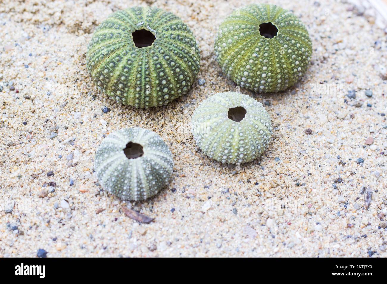 Collection of Green Sea Urching (Strongylocentrotus droebachiensis) on ...