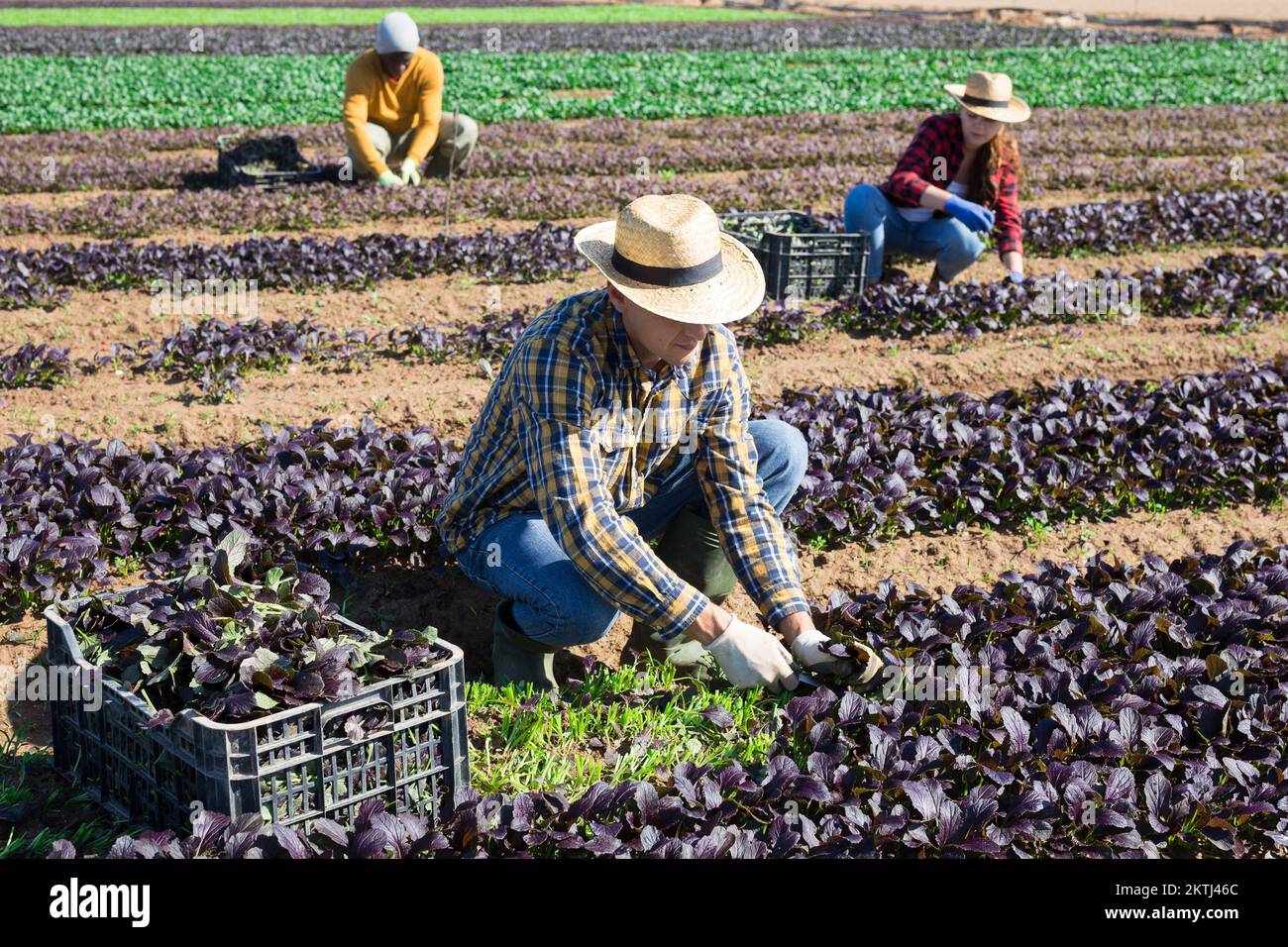 Komatsuna growing hi-res stock photography and images - Alamy
