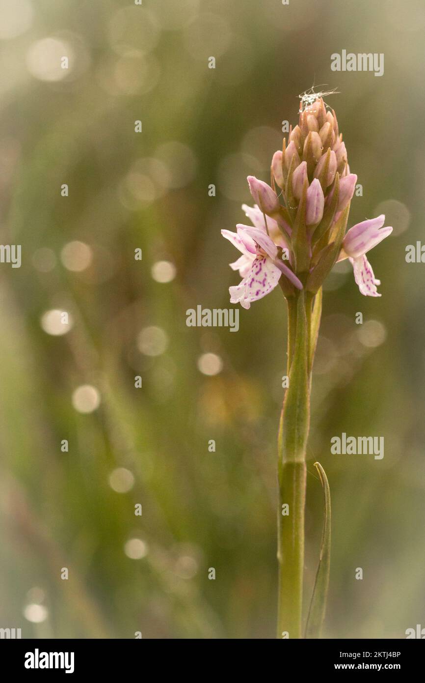 A delicate heath-spotted orchid flower (Dactylorhiza) grows in the ...