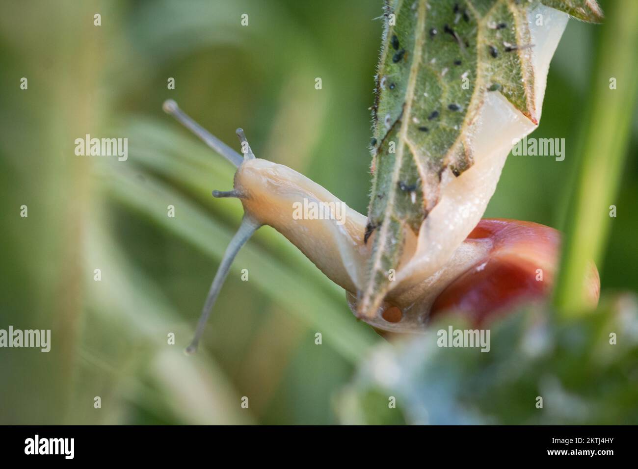 An snail climbs down a leaf only to have to reach for the next place to ...