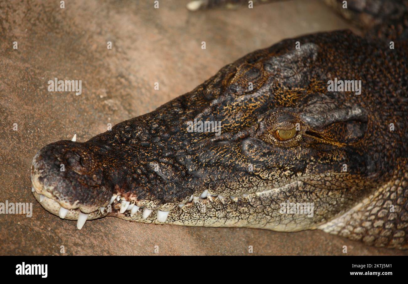 Krokodil australien hi-res stock photography and images - Alamy