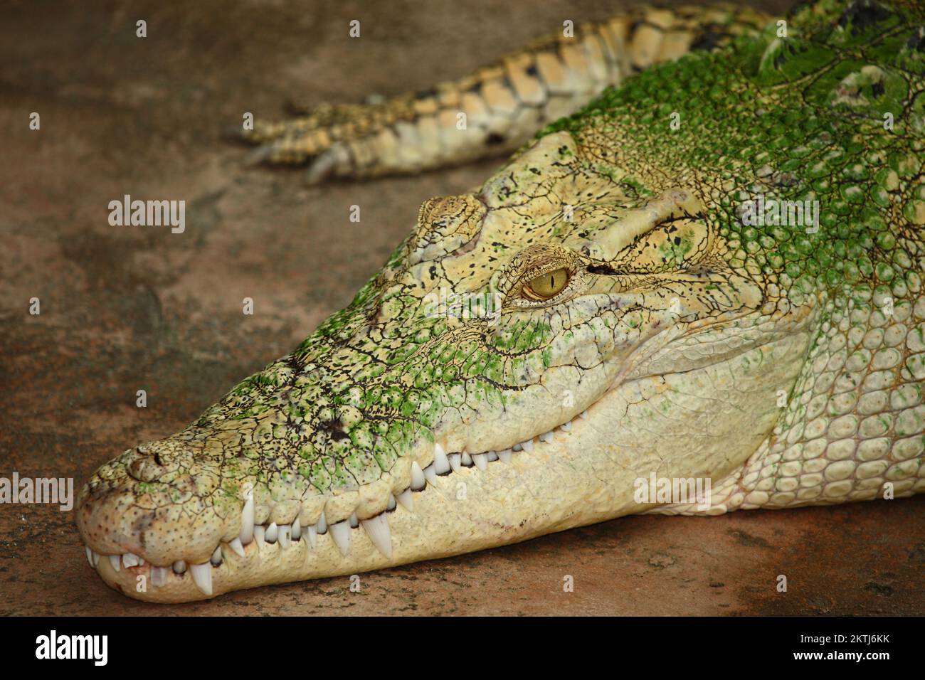 Weißes Leistenkrokodil / White saltwater crocodile / Crocodylus porosus ...