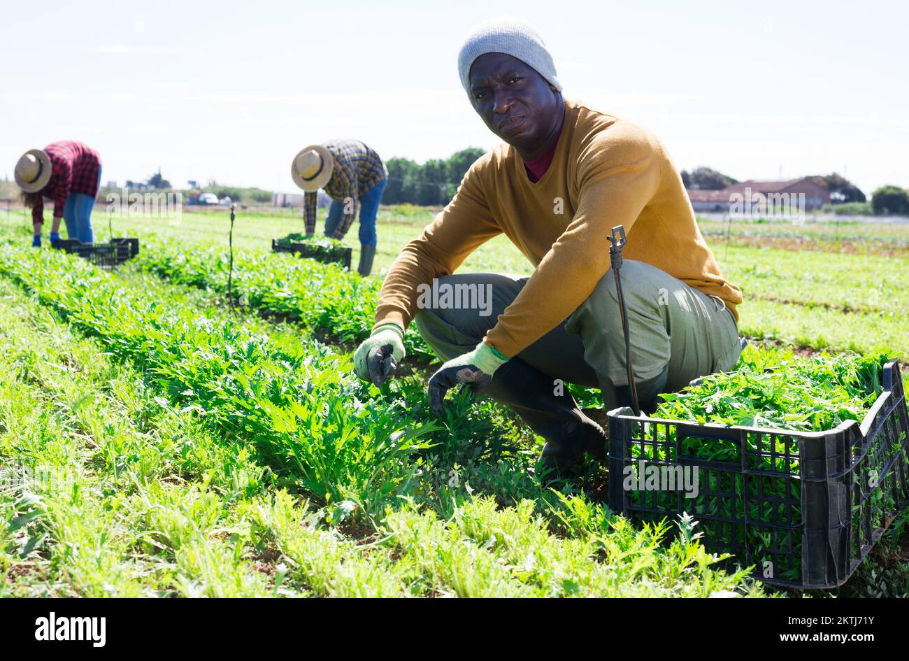 African man gardener harvesting fresh arugula Stock Photo - Alamy