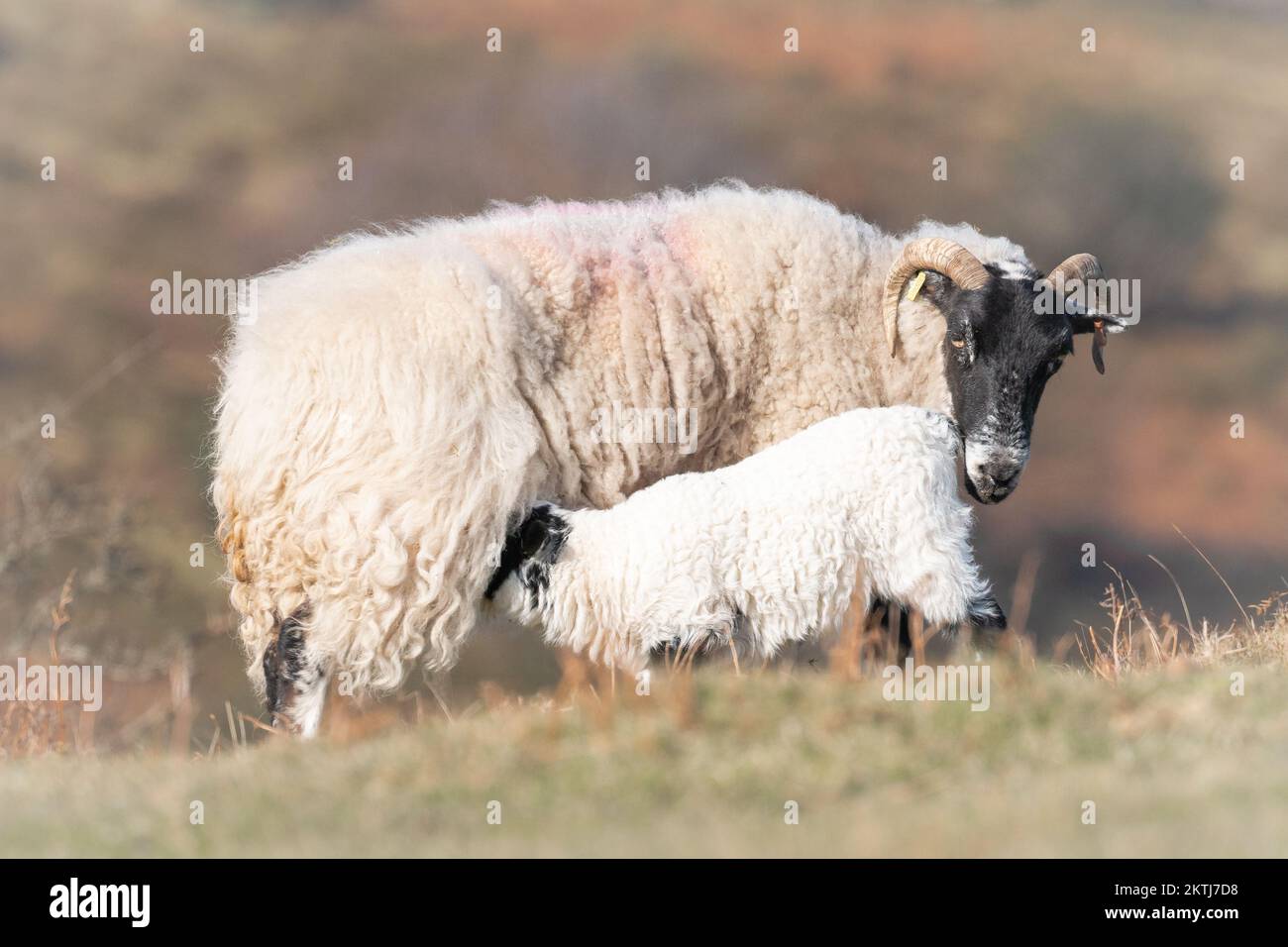 On the hill top of Higher Hare Knapp a lamb feeds from its' mother ...