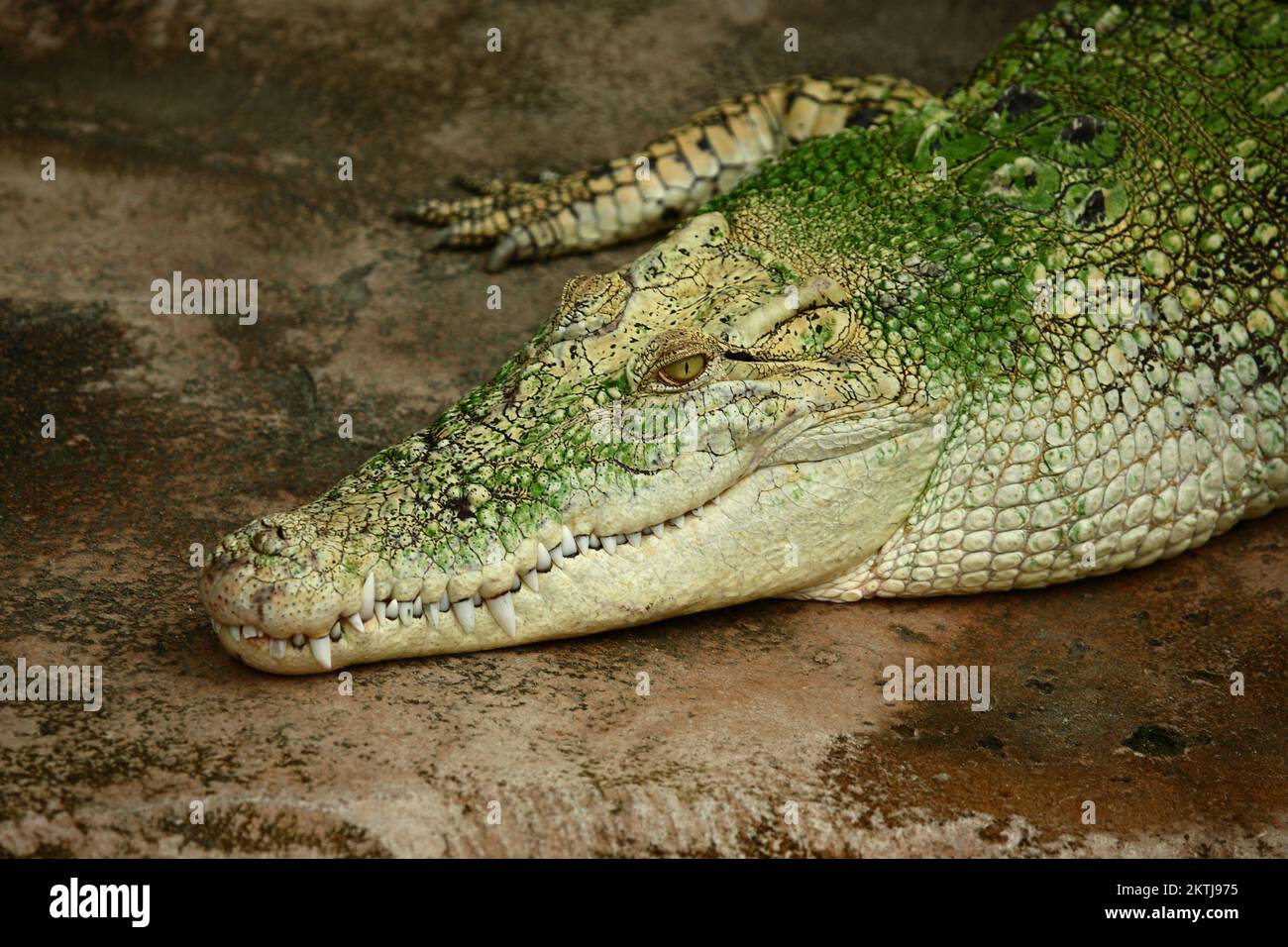 Weißes Leistenkrokodil / White saltwater crocodile / Crocodylus porosus ...