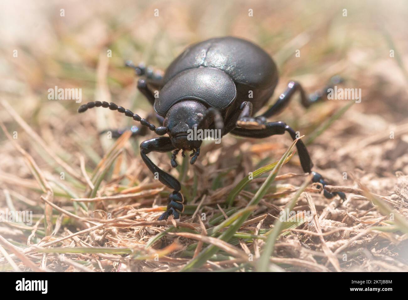 The bloody nosed beetle (Timarcha tenebricosa) runs across the grazed ...