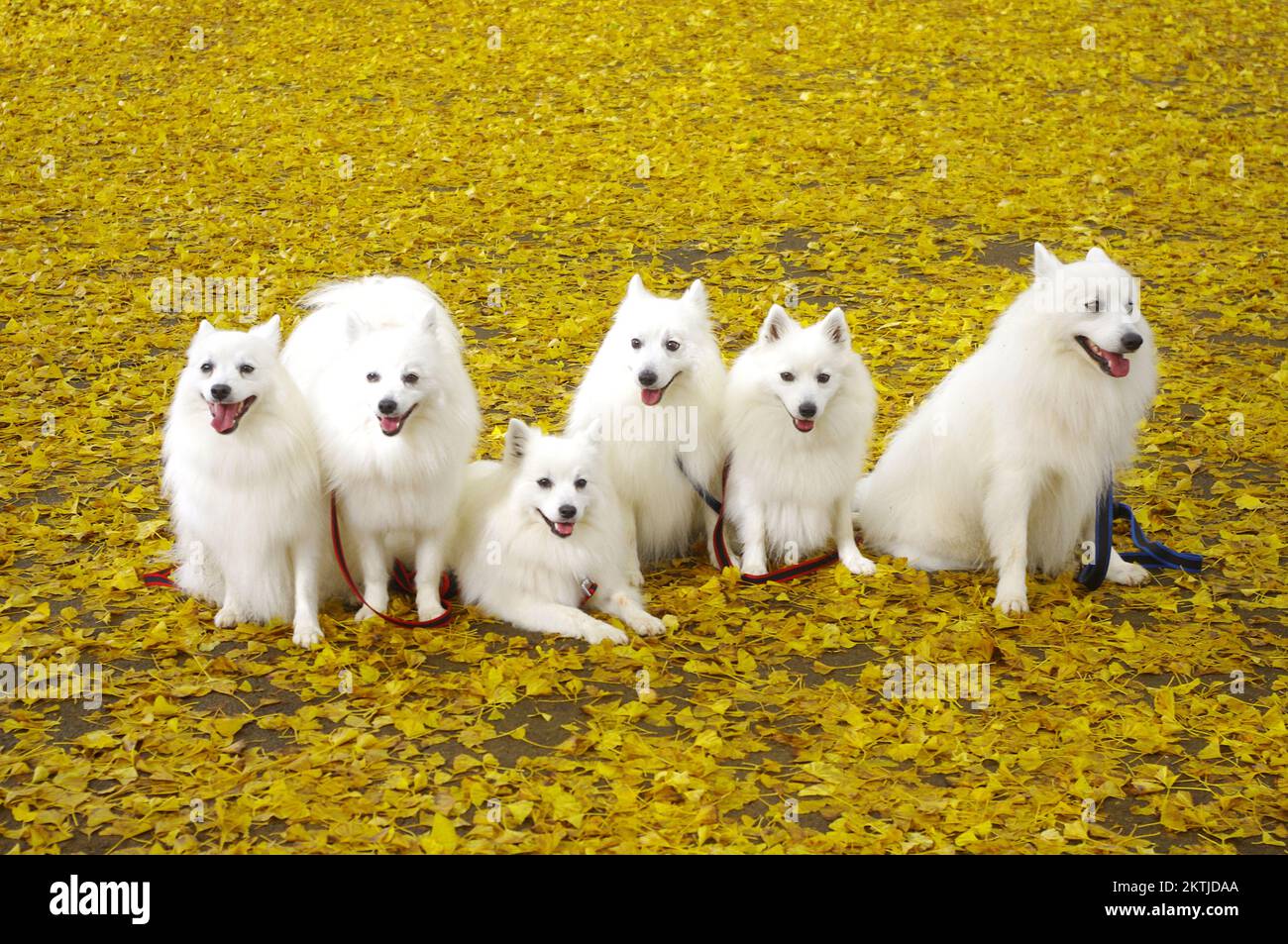 Dogs pose hi-res stock photography and images - Alamy