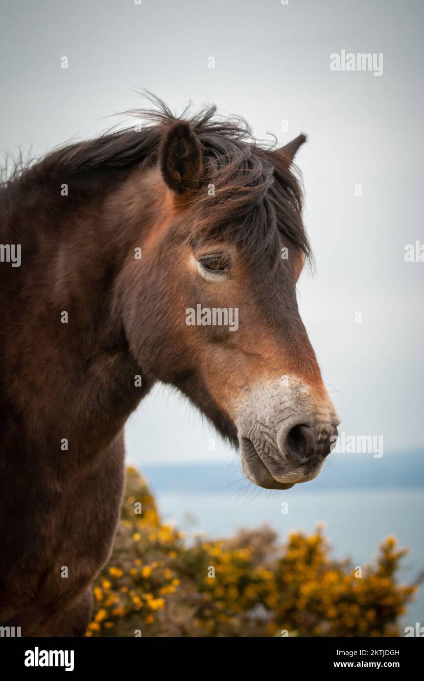 Headshot of an Exmoor pony with a view over the gorse and sea. Taken ...