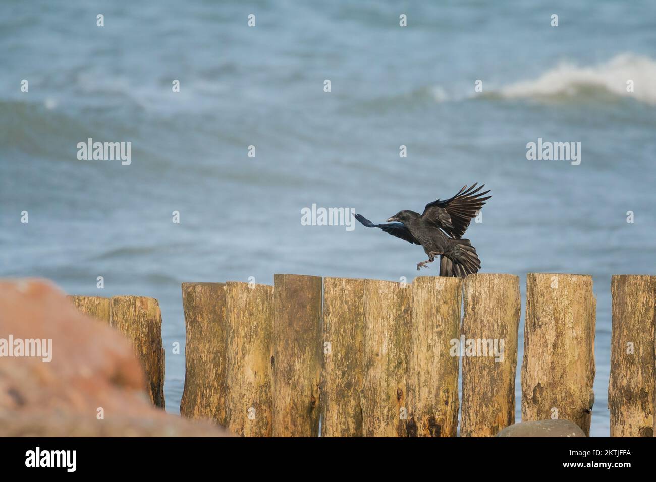 A carrion crow (Corvus corone) landing on the wooden breakers on the ...