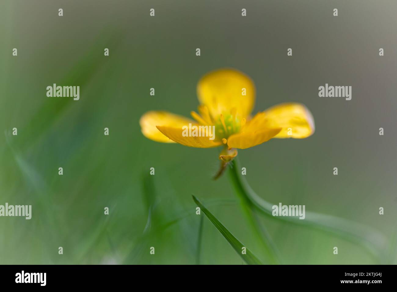 Close up of the petals of a creeping buttercup flower (Ranunculus ...