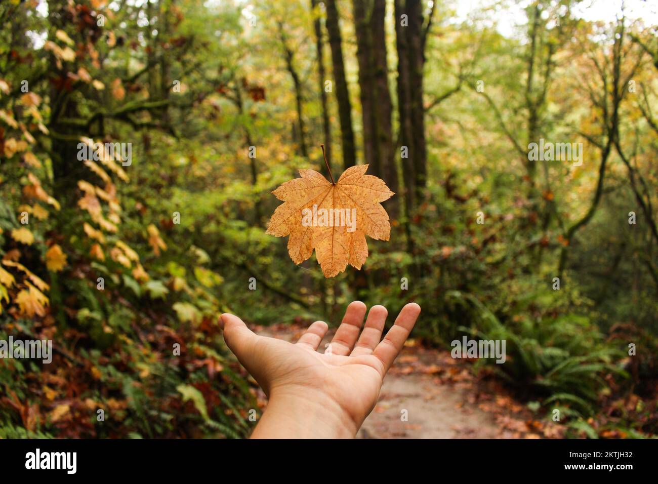 Autumn Leaf Hanging from a Spiders Thread Stock Photo - Alamy