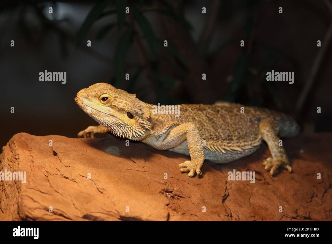 Central bearded agamas hi-res stock photography and images - Alamy