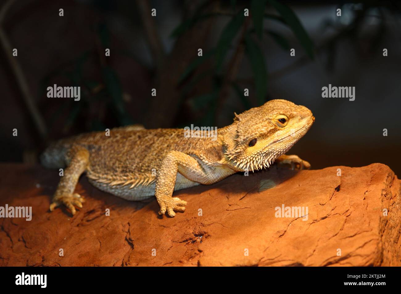 Streifenköpfige Bartagame / Central bearded agama / Pagona vitticeps ...