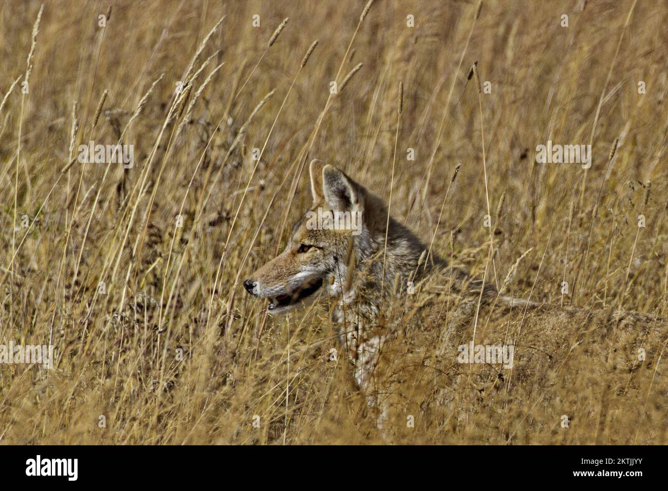 Beautiful, healthy coyote hides in the camouflage of tall, golden ...