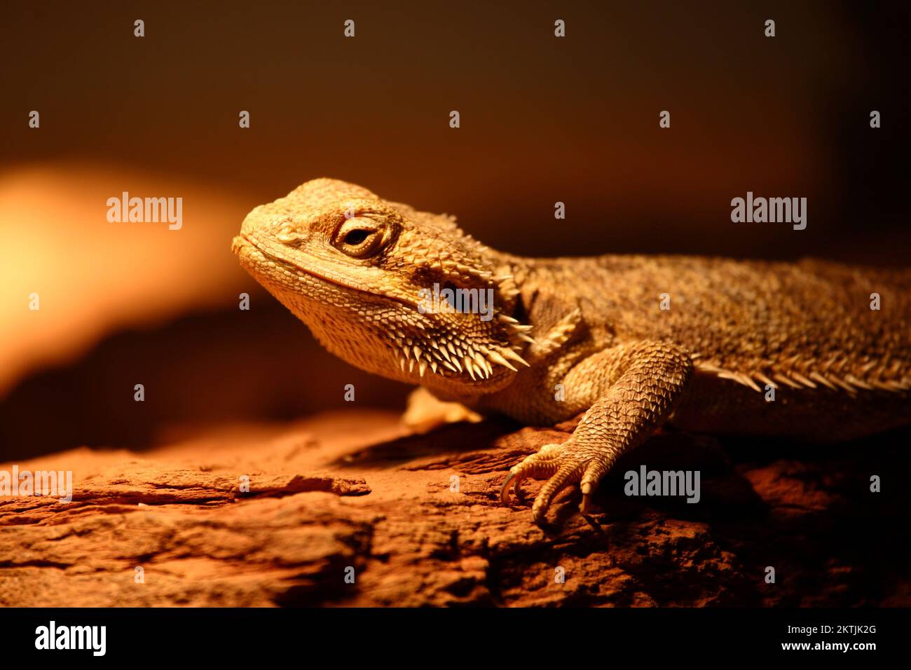 Central bearded agamas hi-res stock photography and images - Alamy