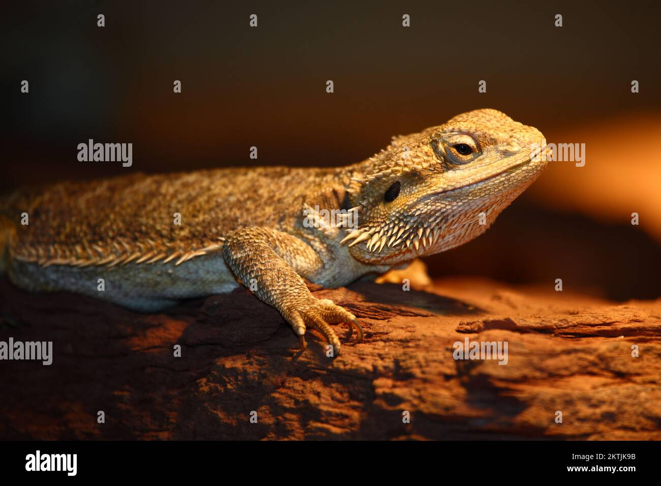 Streifenköpfige Bartagame / Central bearded agama / Pagona vitticeps ...