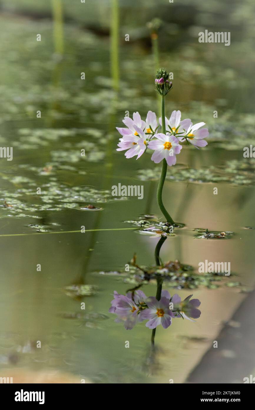 The gentle pink and white flowers of the water violets (Hottonia ...