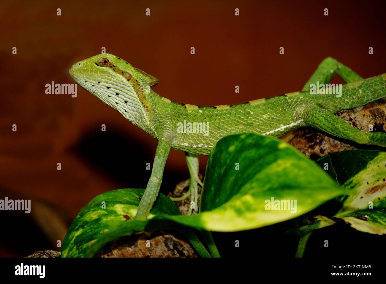 Kronenbasilisk / Eastern casquehead iguana / Laemanctus longipes Stock ...