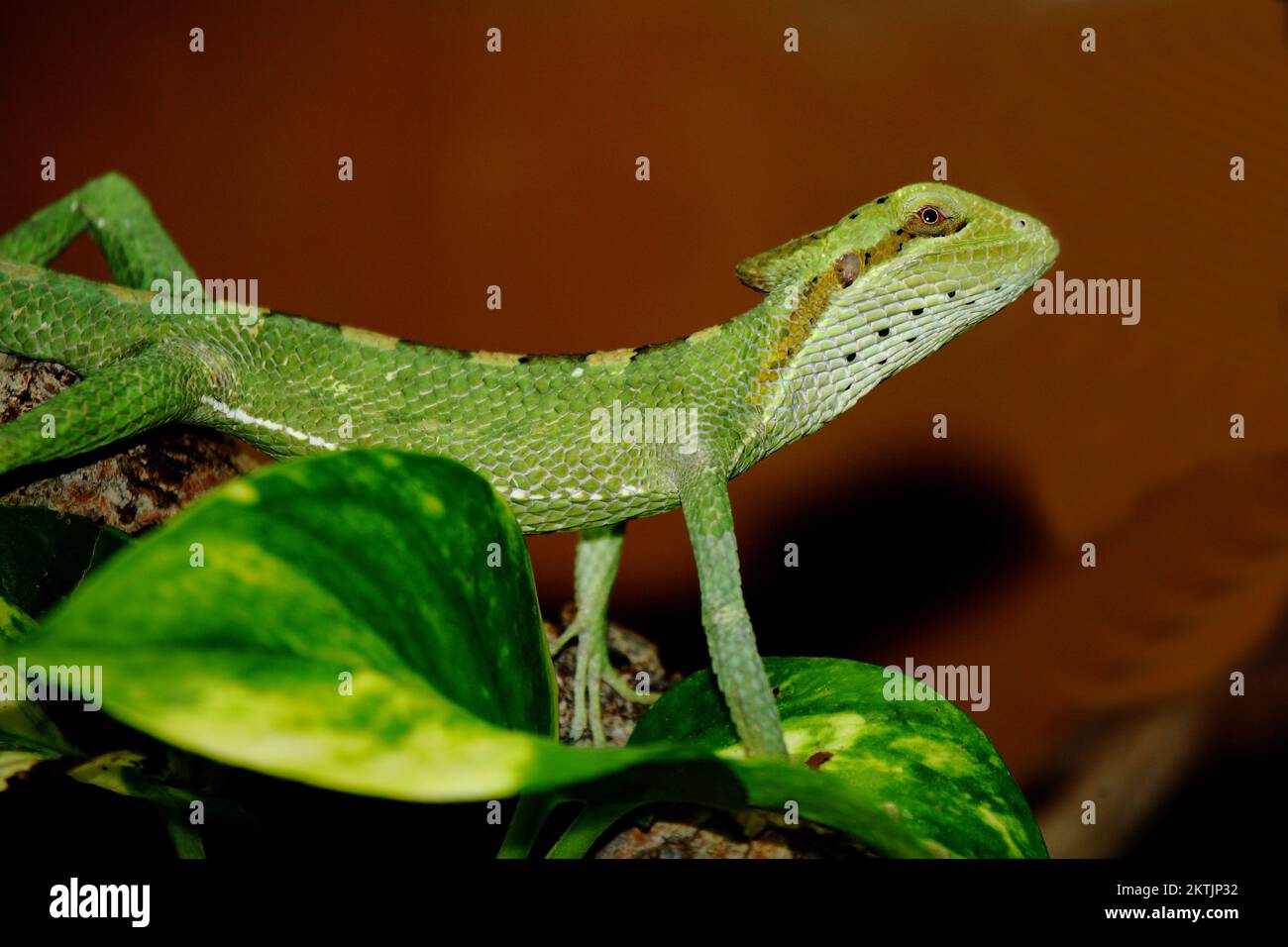 Casquehead hi-res stock photography and images - Alamy