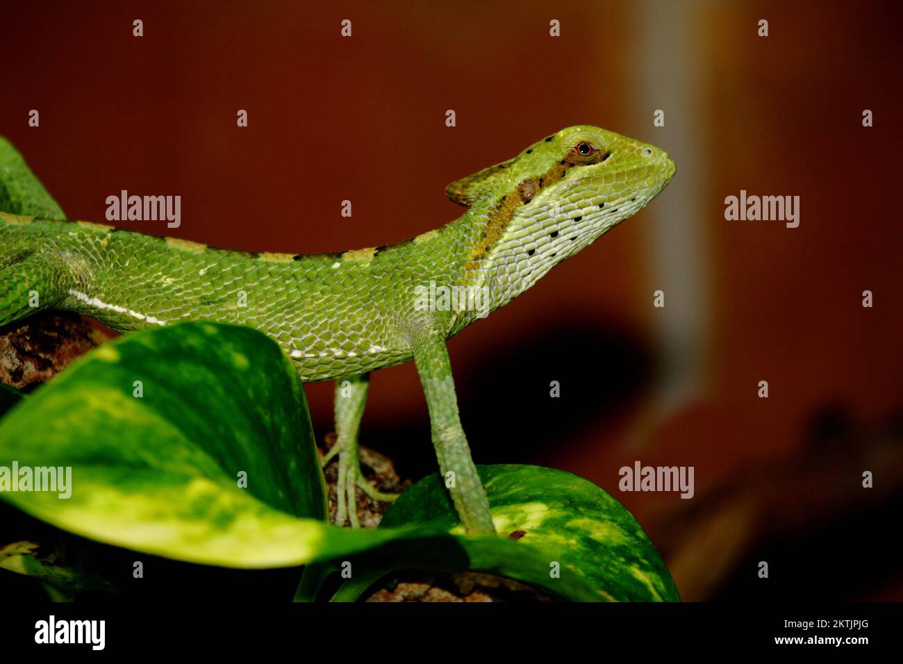 Kronenbasilisk / Eastern casquehead iguana / Laemanctus longipes Stock ...