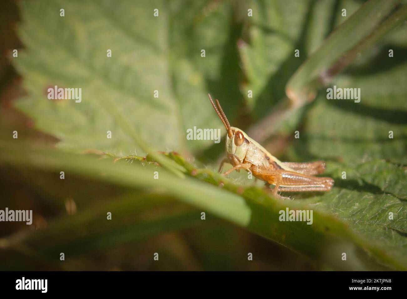 Grasshoppers chirping hi-res stock photography and images - Alamy