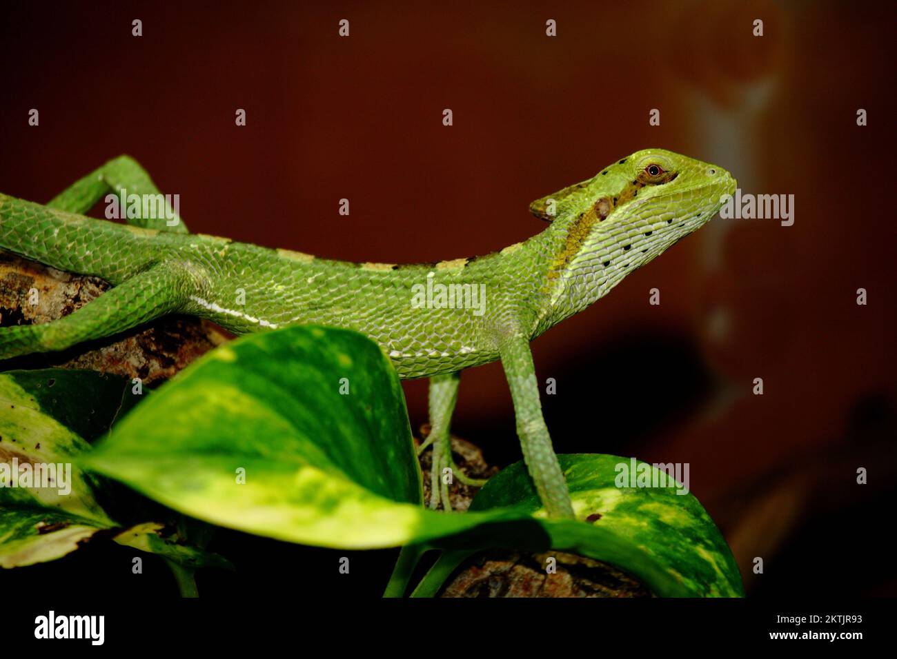 Casquehead lizards hi-res stock photography and images - Alamy