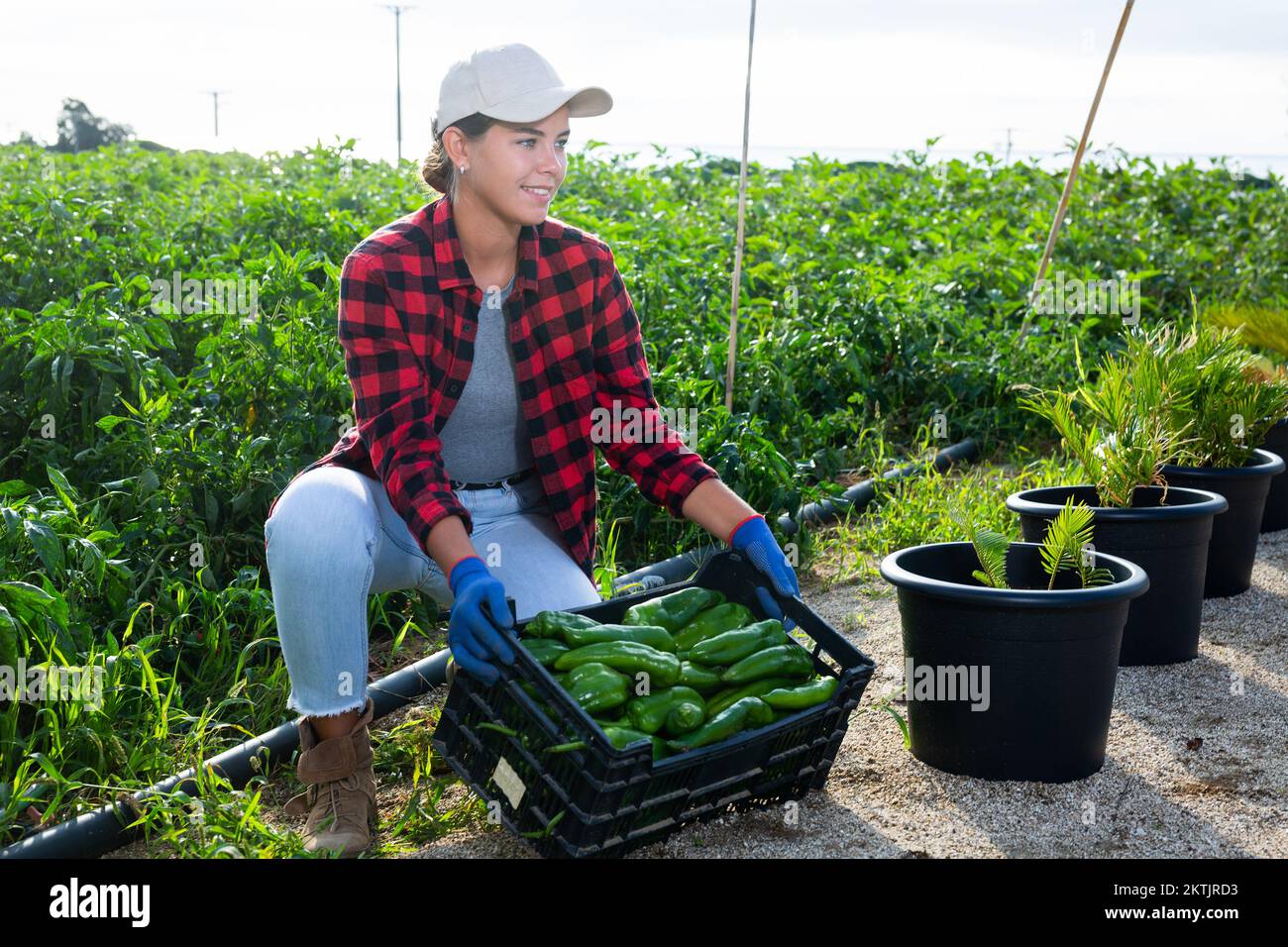 Woman demonstrates box with crop of ripe bell peppers in farmer field ...