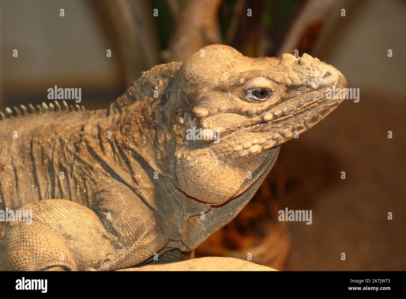 Nashornleguan / Rhinoceros iguana / Cyclura cornuta Stock Photo - Alamy