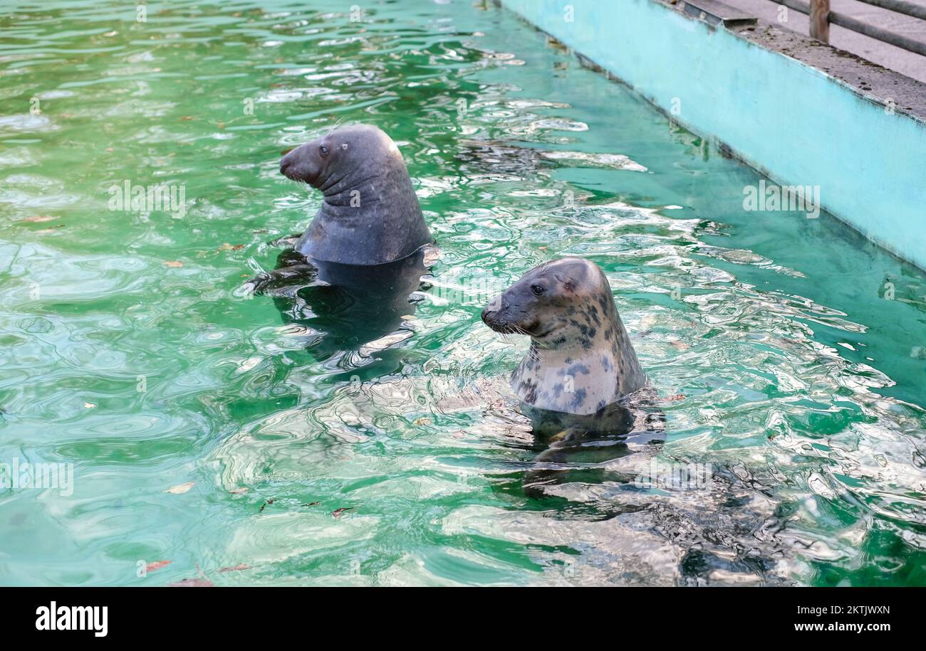 Seals swimming in the pool at the zoo. Horizontal photography Stock ...