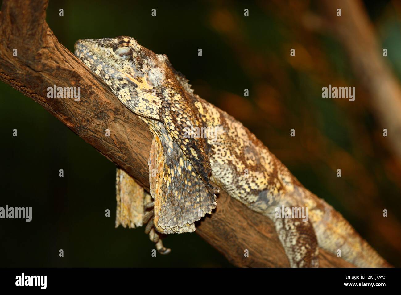 Kragenechse / Frill-necked lizard / Chlamydosaurus kingii Stock Photo ...