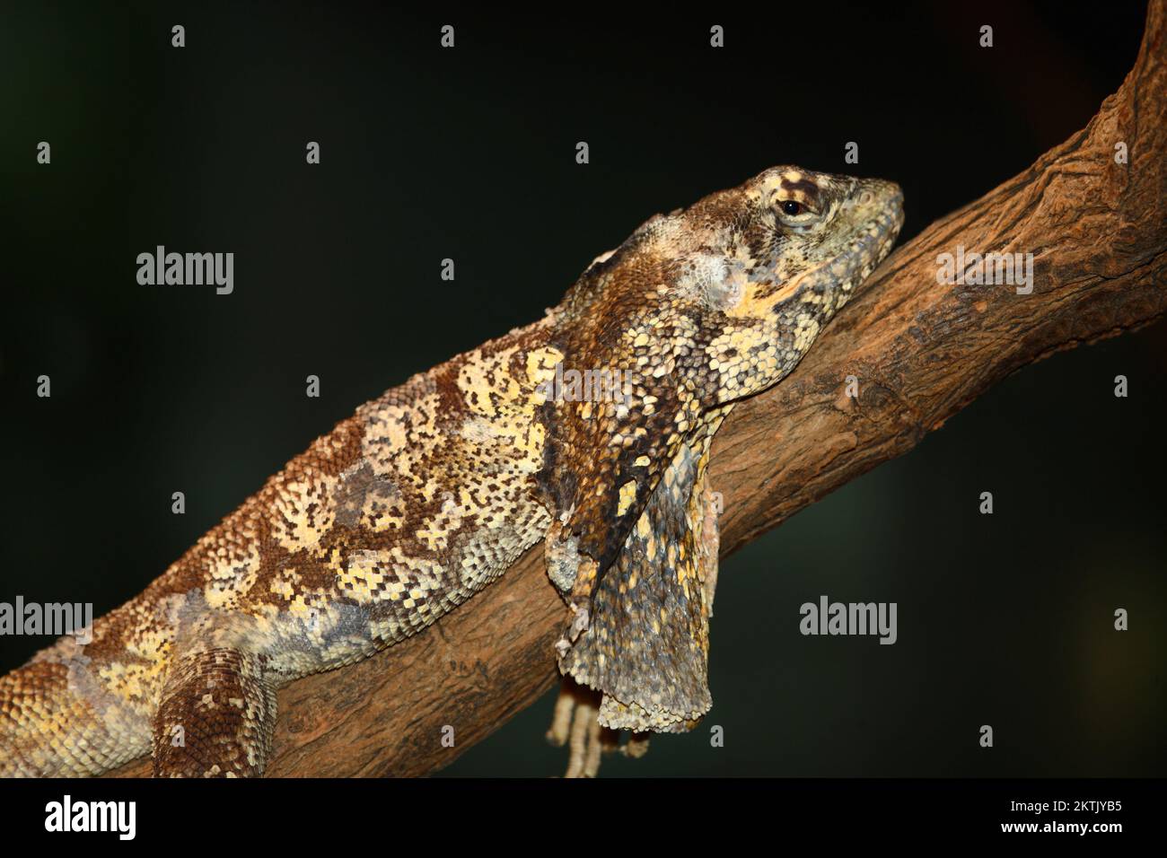 Kragenechse / Frill-necked lizard / Chlamydosaurus kingii Stock Photo ...