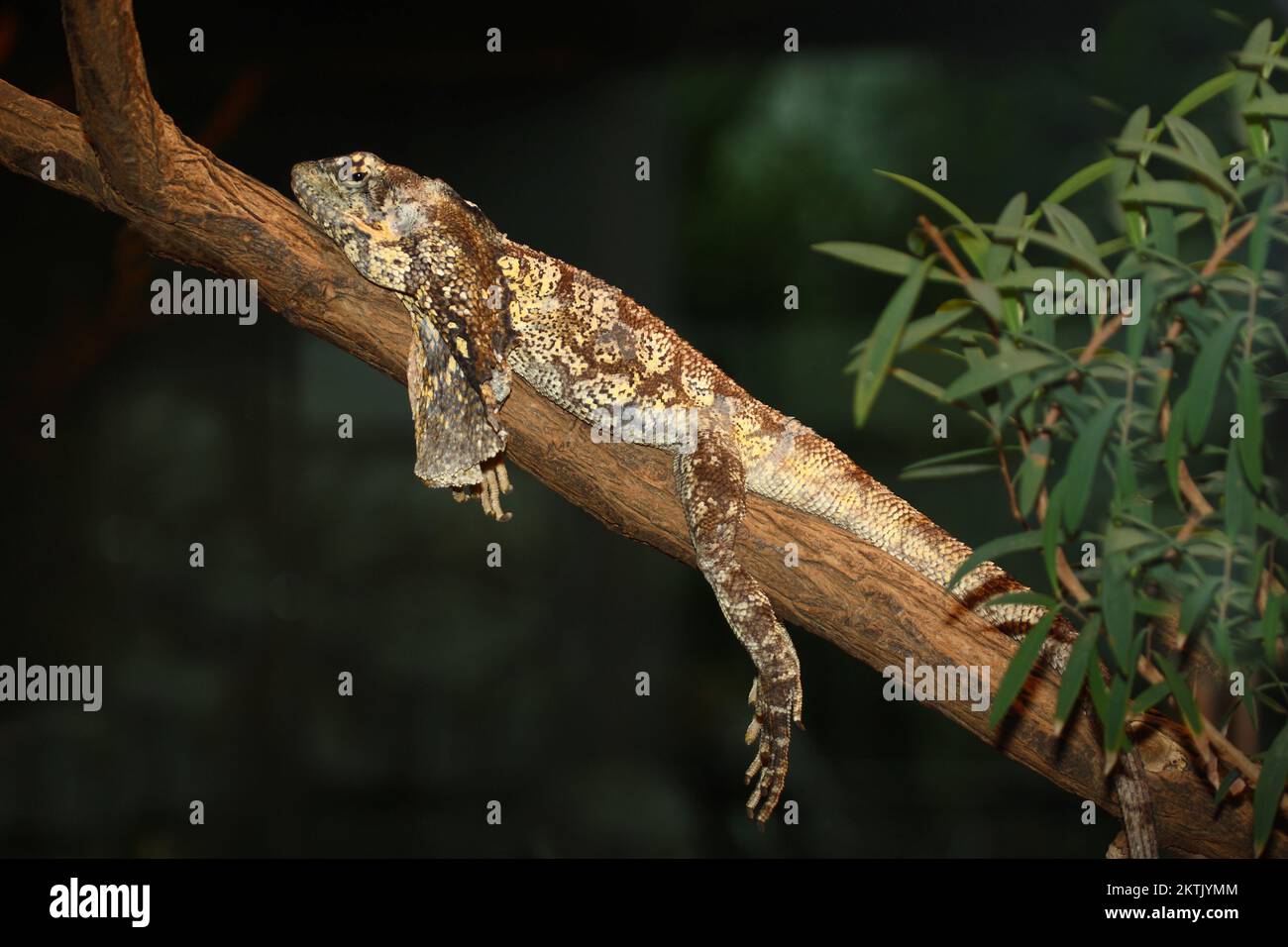Kragenechse / Frill-necked lizard / Chlamydosaurus kingii Stock Photo ...