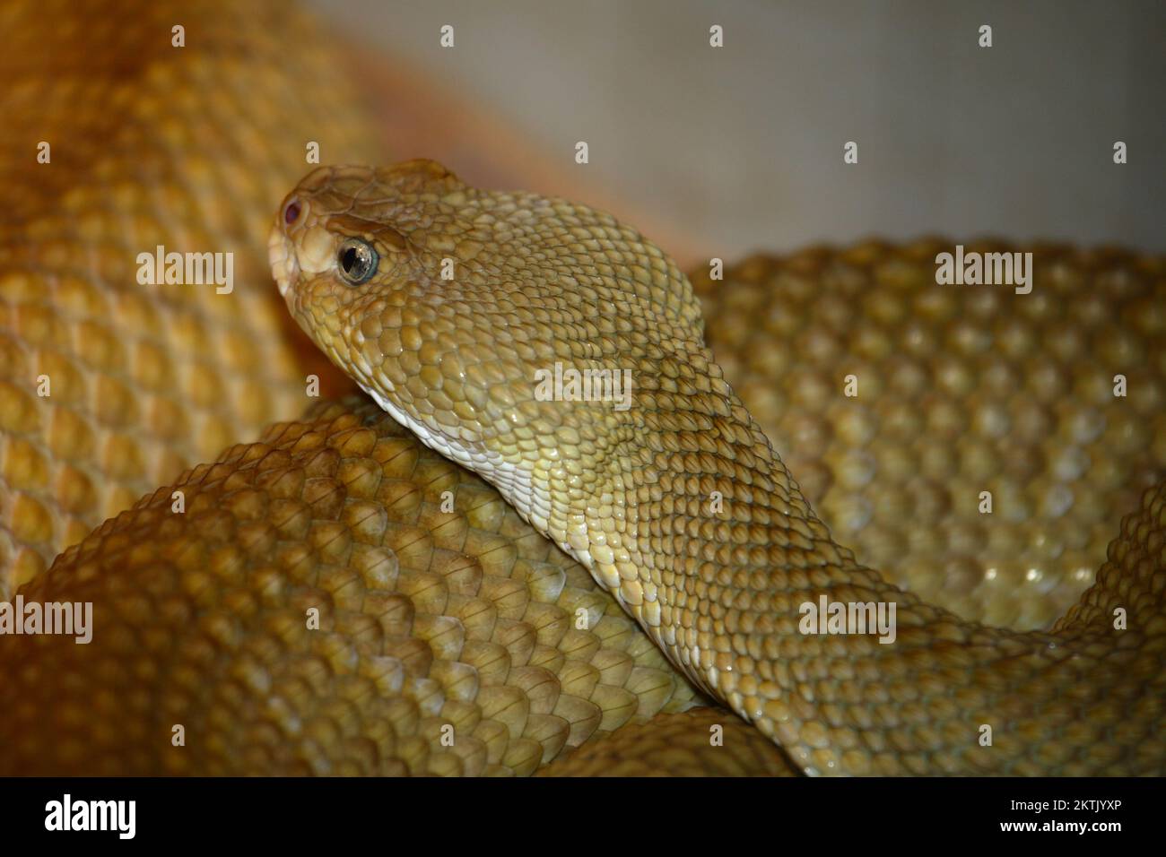 Basilisken-Klapperschlange / Mexican west coast rattlesnake / Crotalus ...
