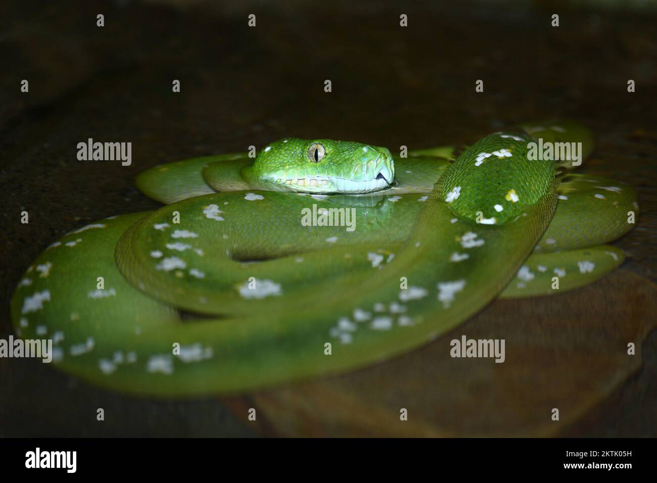 Grüne Baumpython / Green tree python / Morelia viridis Stock Photo - Alamy