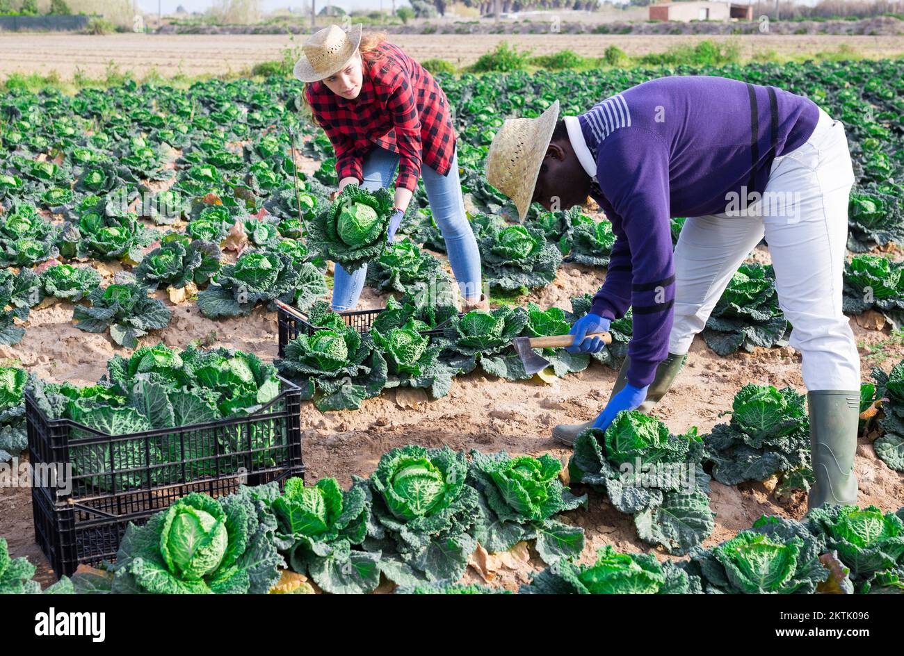 Group of gardeners picking harvest of fresh cabbage Stock Photo - Alamy