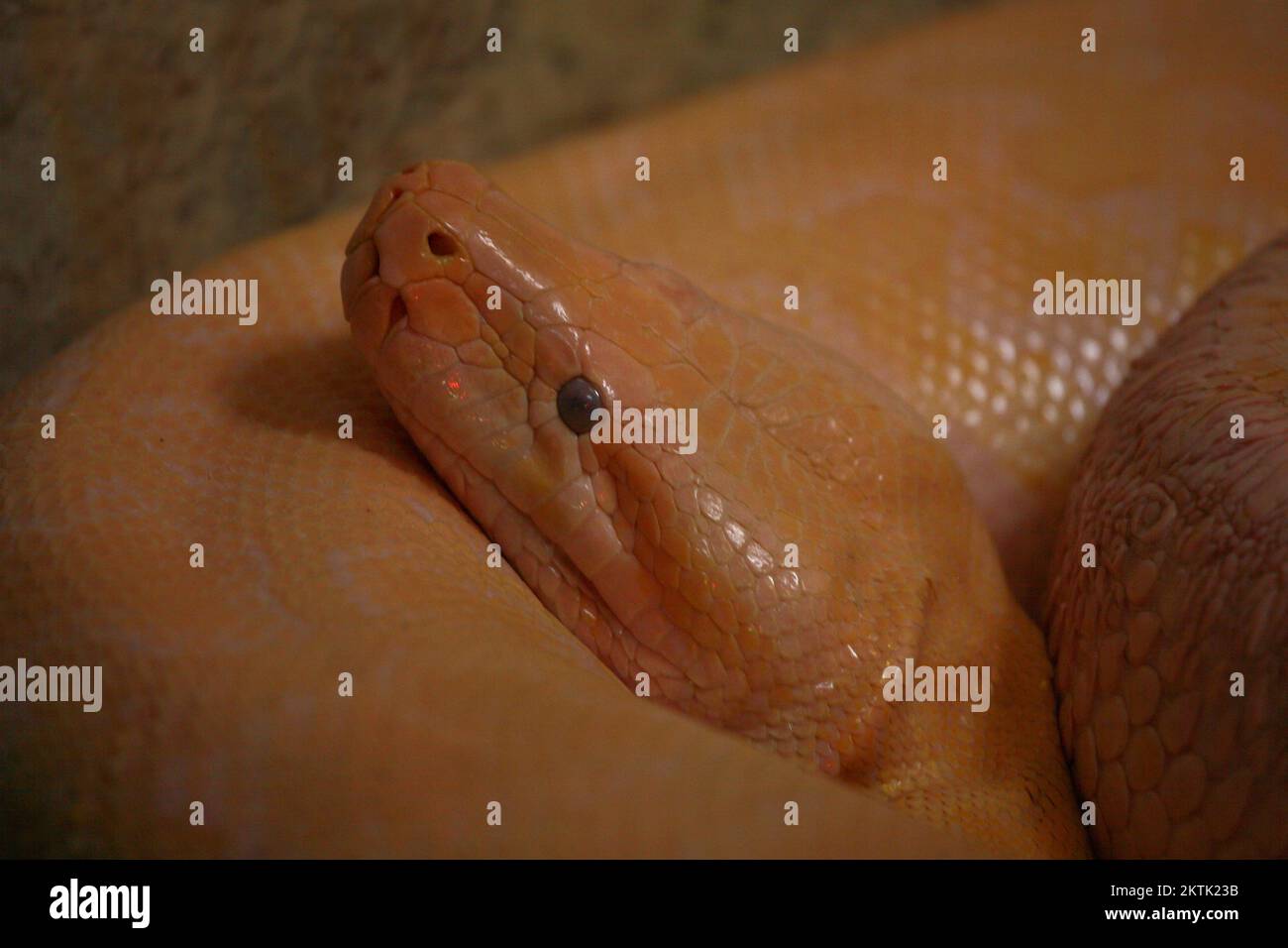 Dunkler Tigerpython Burmese Python Python Molurus Bivittatus Stock