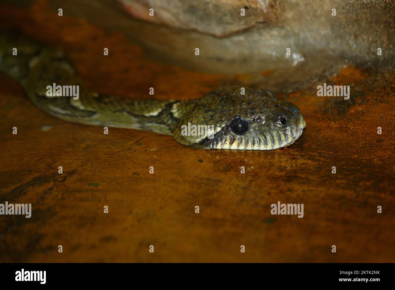 Madagaskar-Hundskopfboa / Madagascar tree boa / Sanzinia ...