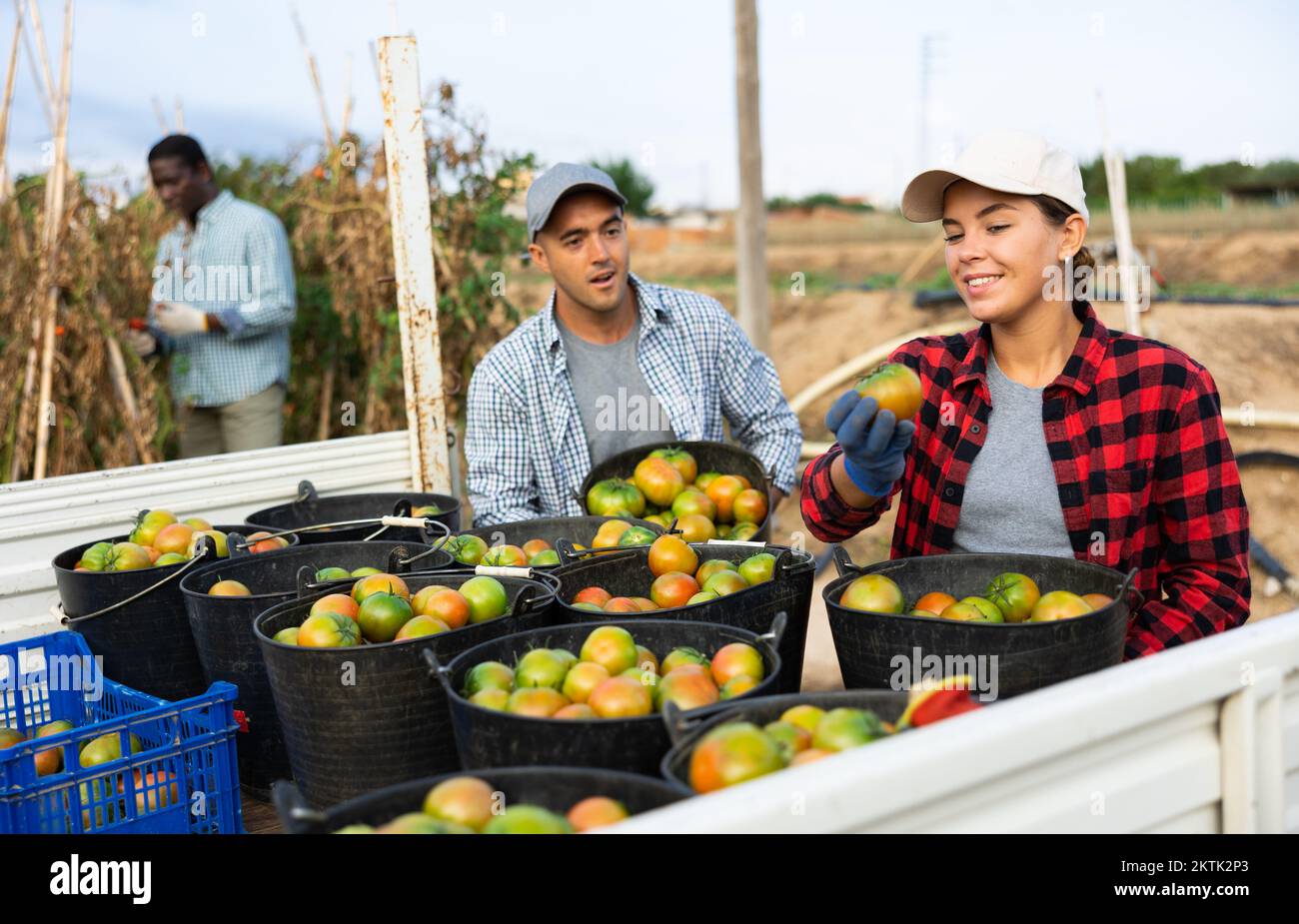 Successful horticulturists loading buckets with harvested tomatoes into ...