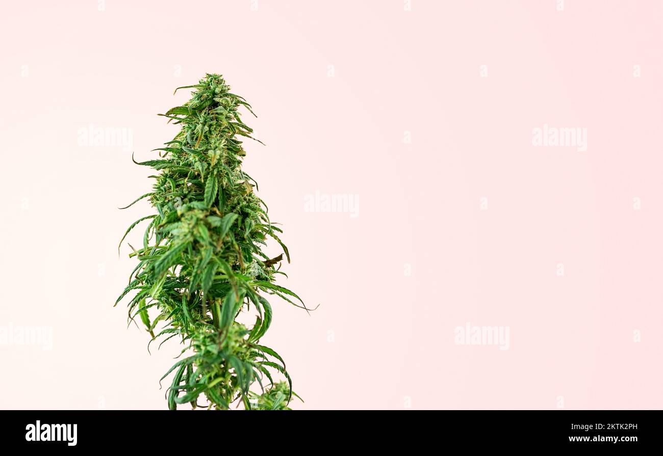 Indoor Cannabis plant, branch of marijuana on a pink background with ...