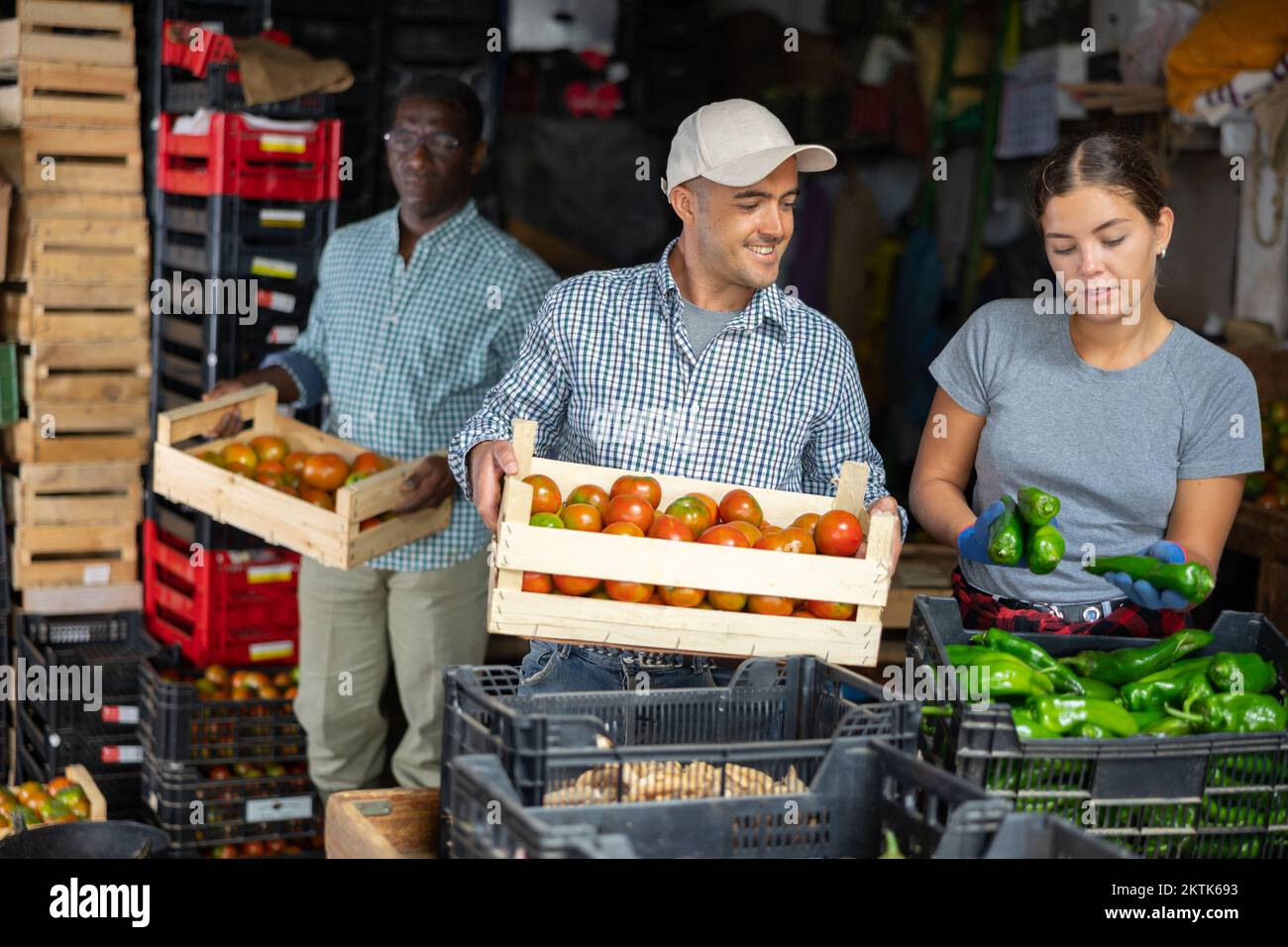Team of vegetable farm workers sorting harvested tomatoes and peppers ...