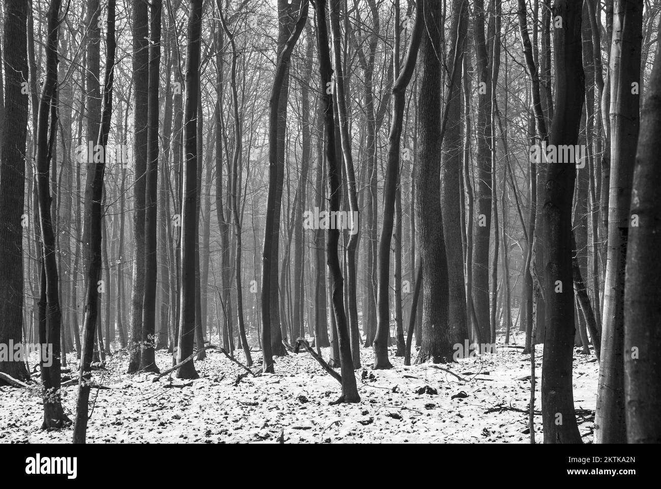 trees in snowy winter in forest without leaves Stock Photo - Alamy