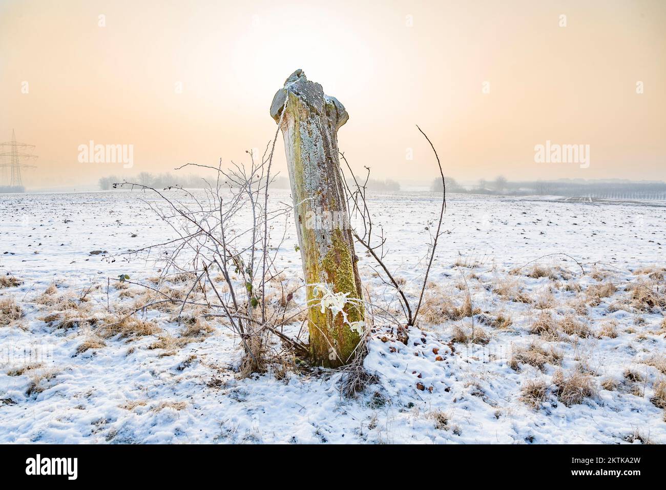 old tree in hoar frost in sunrise at a romantic cold winter morning ...