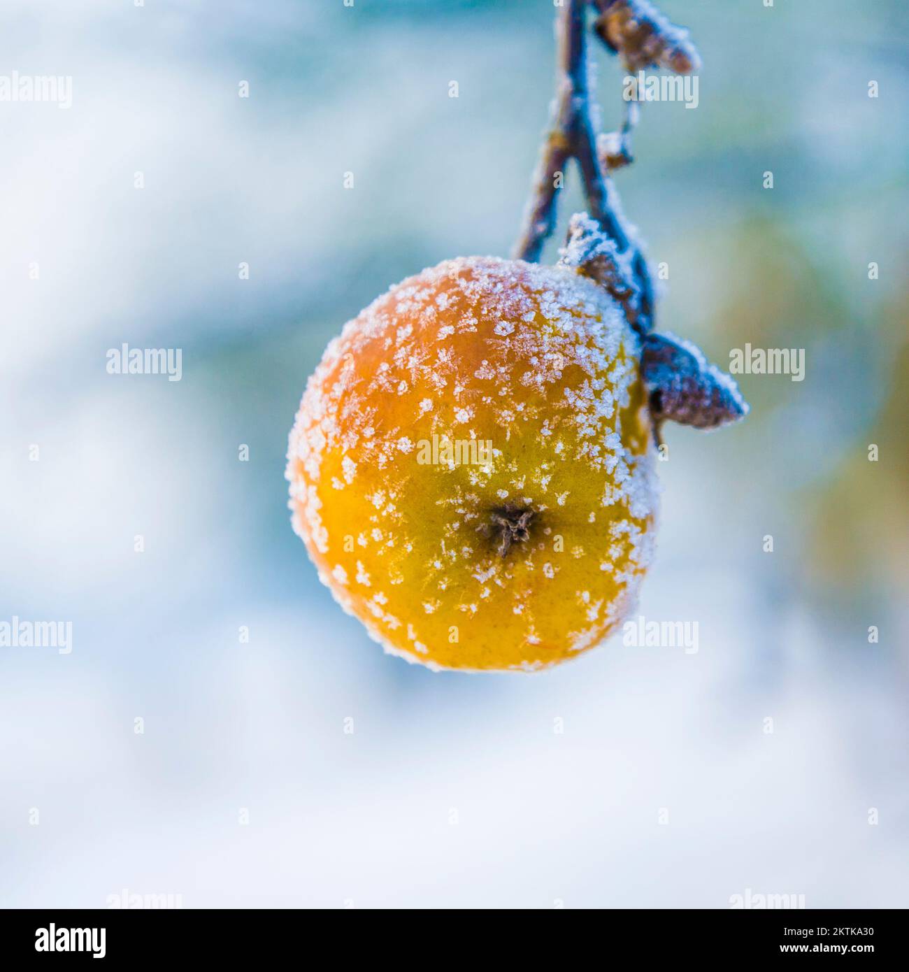 apple in winter with ice crystals in hoar frost Stock Photo - Alamy