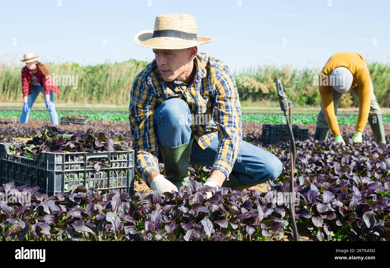 Man gardener picking harvest of red arugula to crate and using knife ...