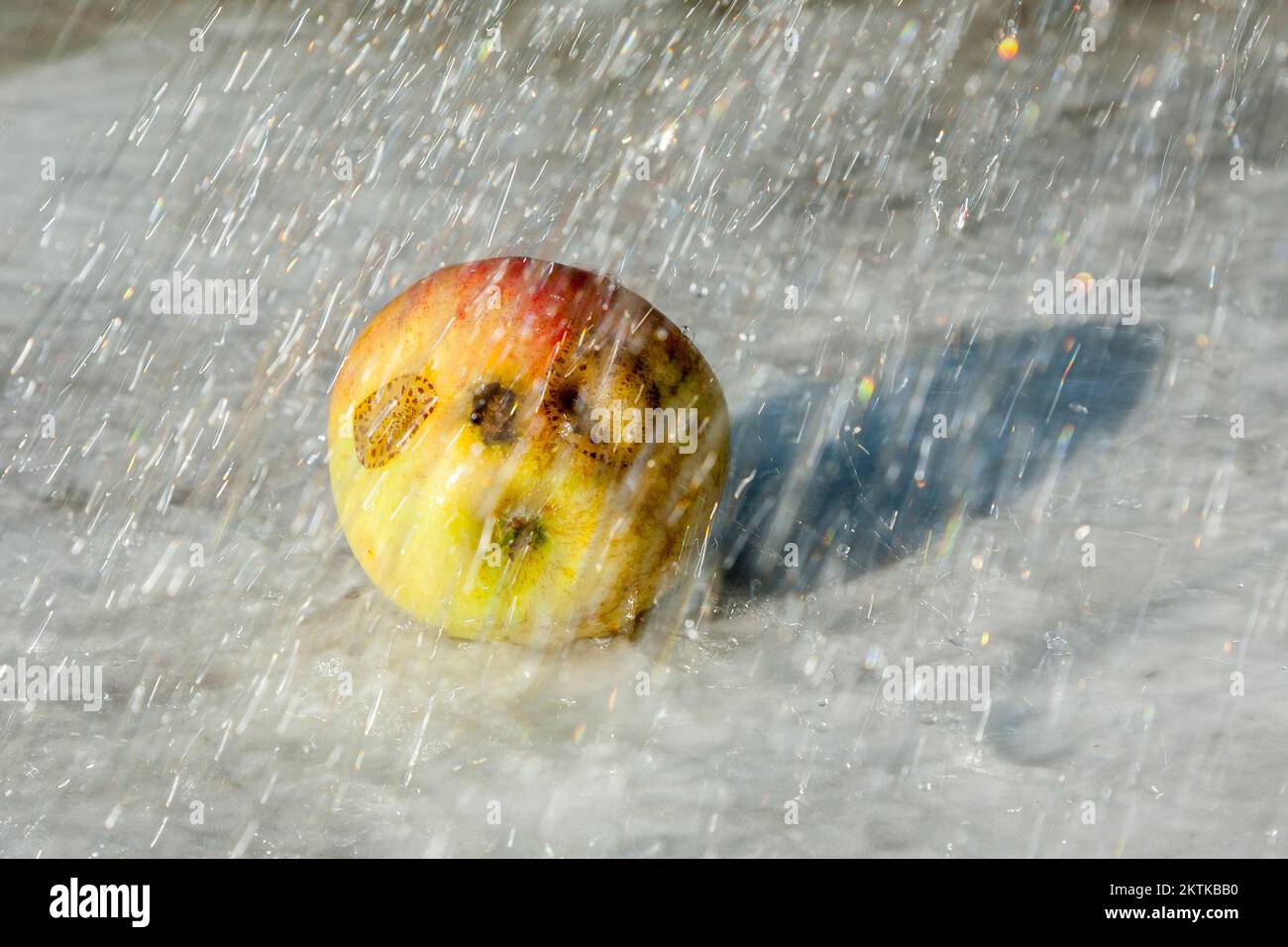 fresh apple in rain with interesting deformations looking like a face ...
