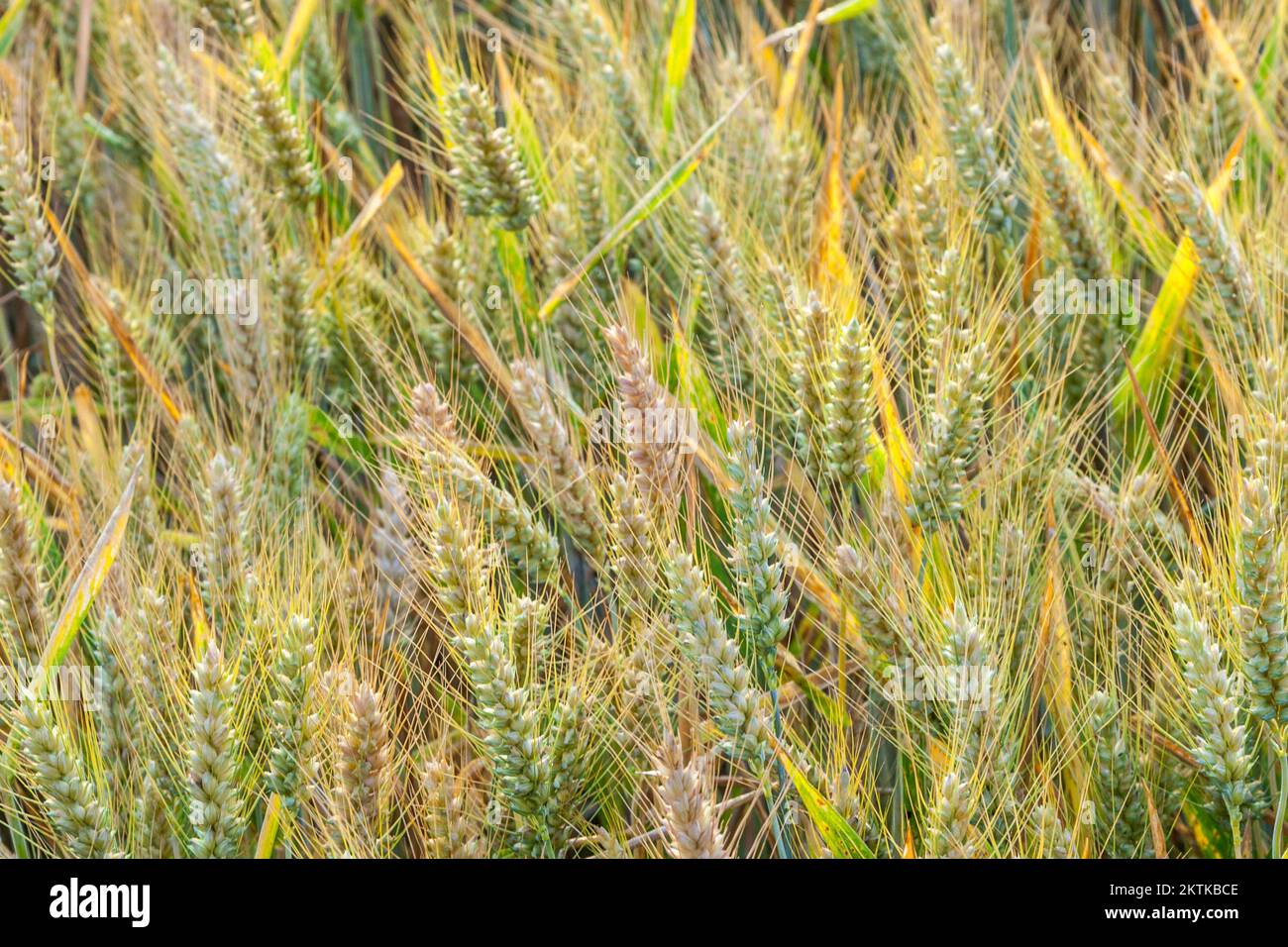 golden corn field with spica in detail Stock Photo - Alamy