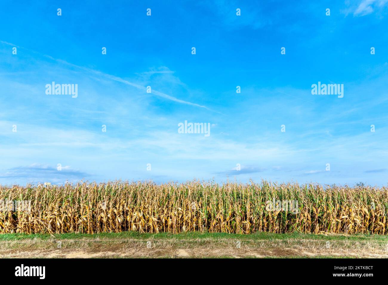 Corn line indian hi-res stock photography and images - Alamy