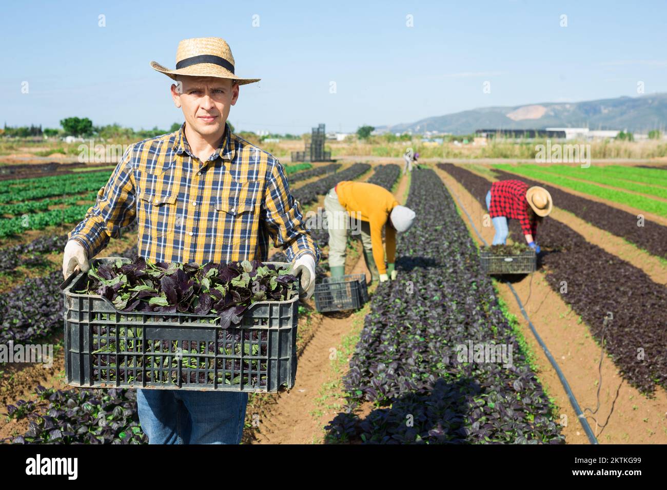 Farmer carrying box with picked red komatsuna Stock Photo - Alamy
