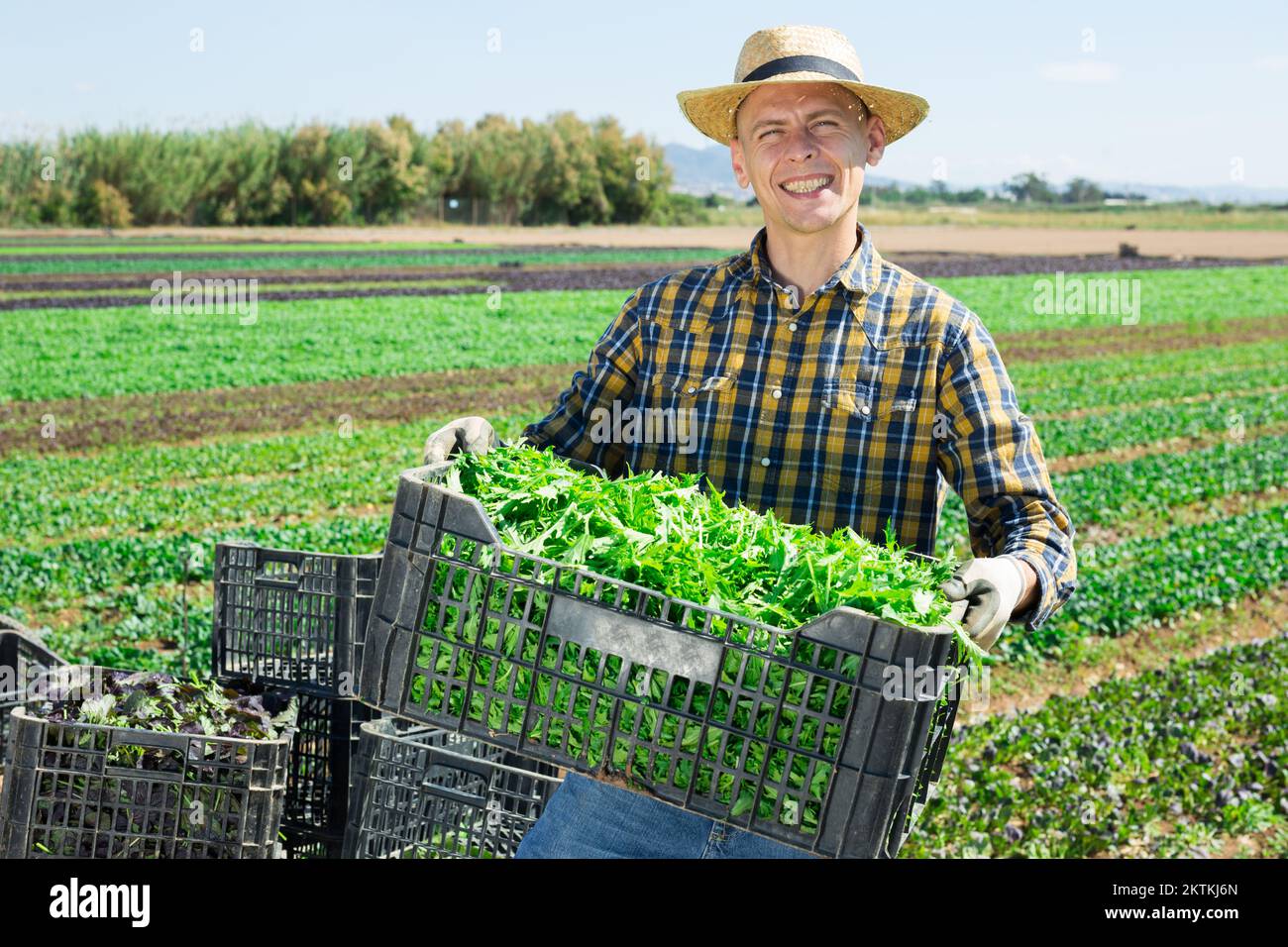 Smiling farmer man holding crate full of arugula Stock Photo - Alamy Smiling farmer man holding crate full of arugula Stock Photo - Alamy